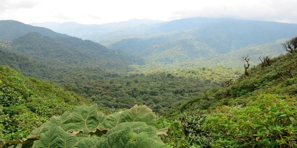 La cobertura boscosa de la República Dominicana | Los Dominicanos
